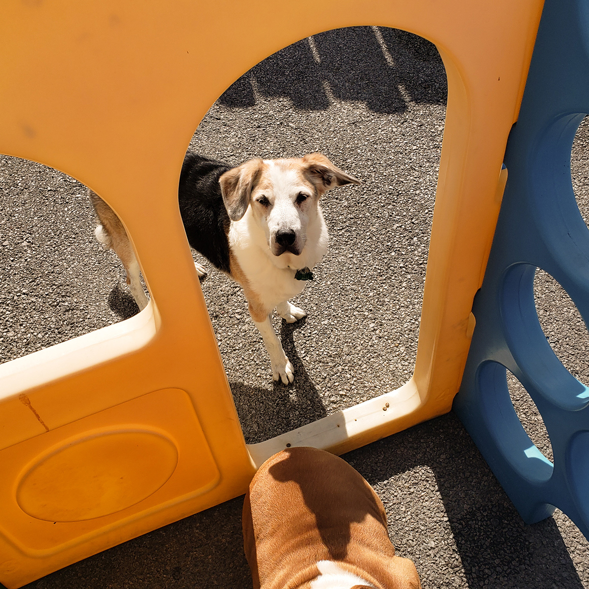Dog Daycare K 9Kingdom dog-daycare-k-9kingdom